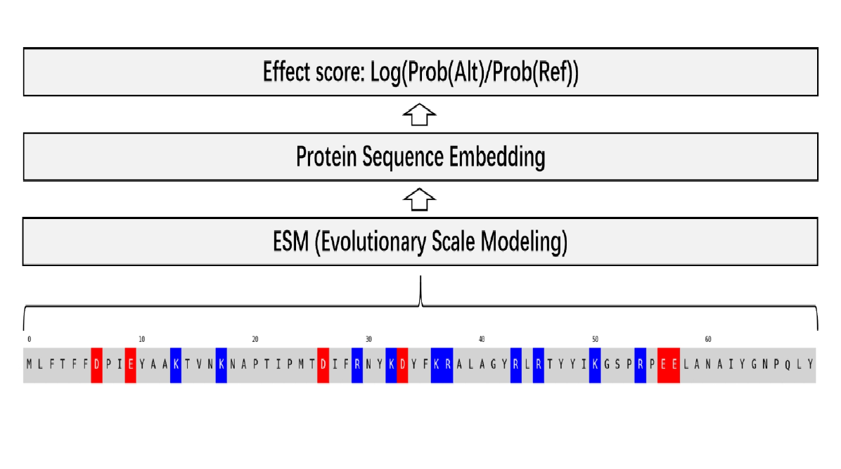 Protein sequence embedding